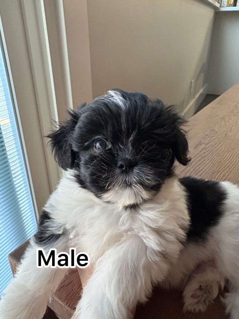 Puppies | Dogs | KSL Classifieds