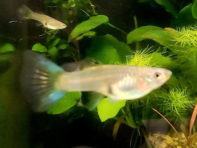 Green Delta Fancy Guppies | Fish | KSL Classifieds