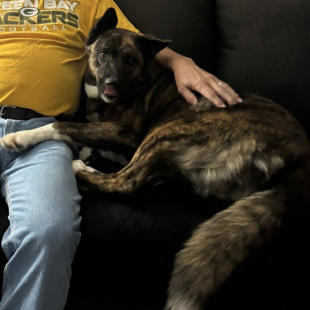 Hello my name is Bex | Dogs | KSL Classifieds