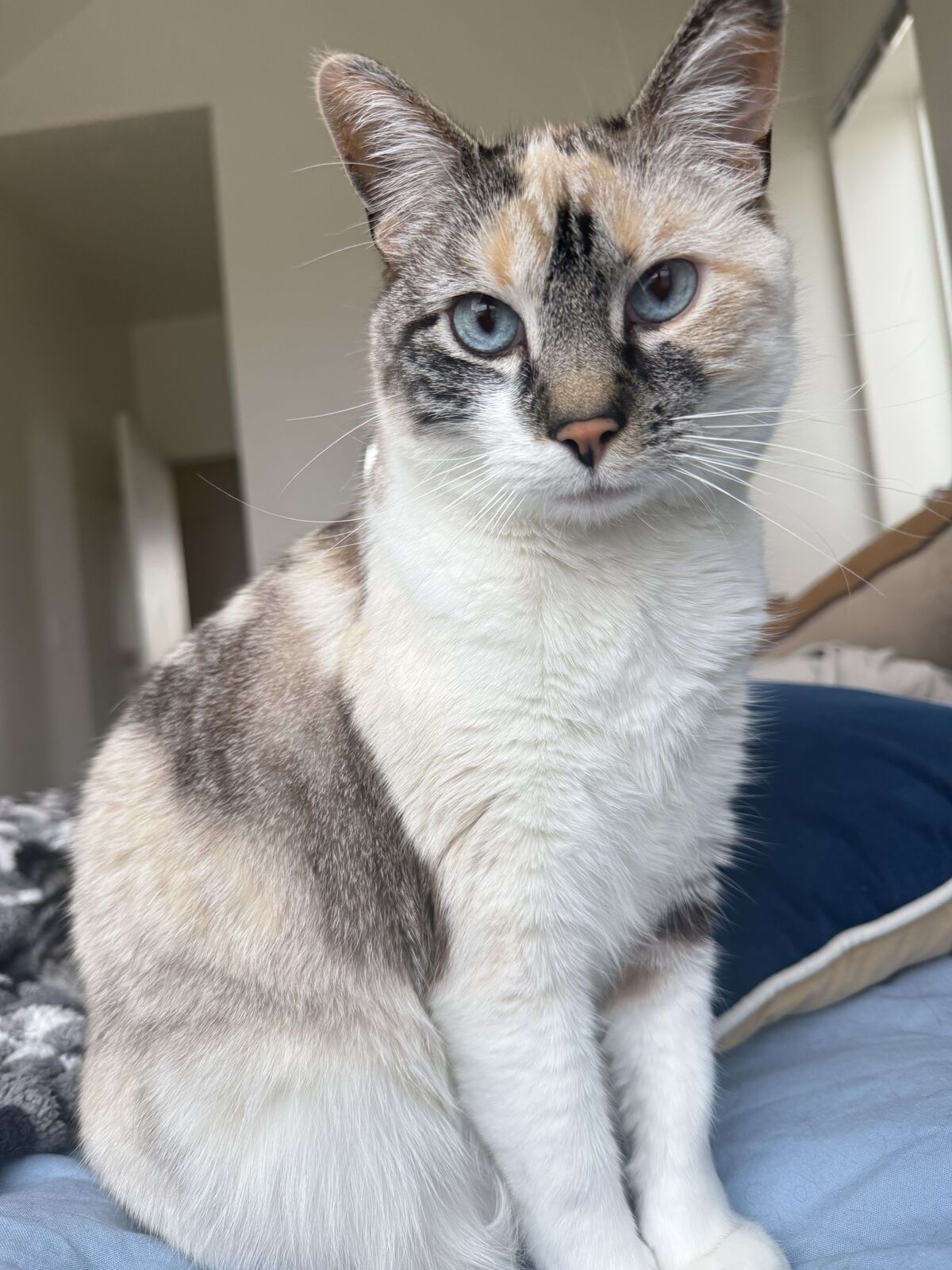 Sweet shy snuggly cat | Cats | KSL Classifieds