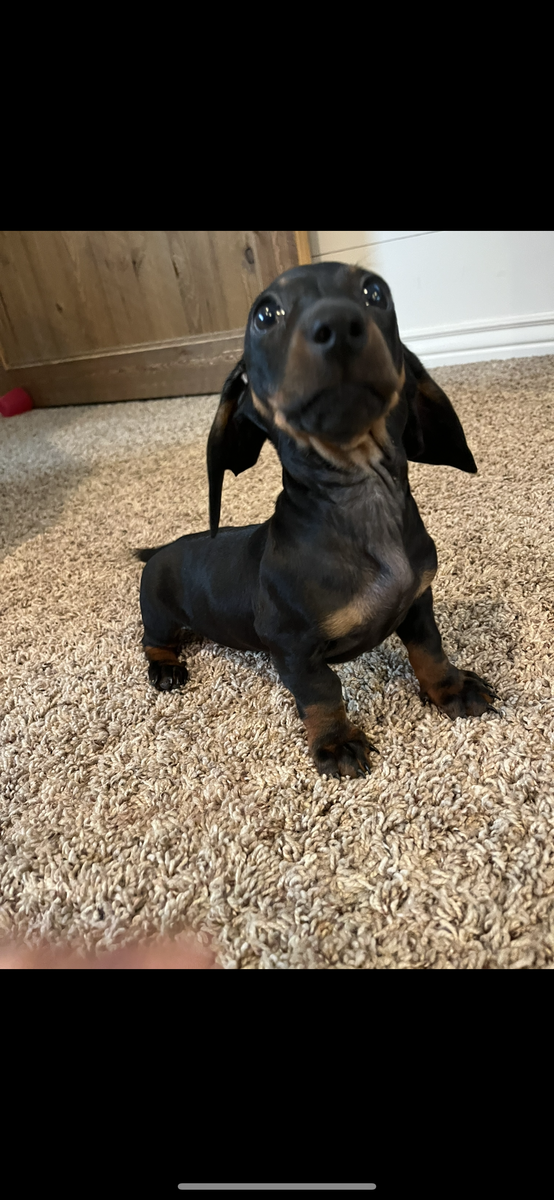 Miniature dachshunds | Dogs | KSL Classifieds