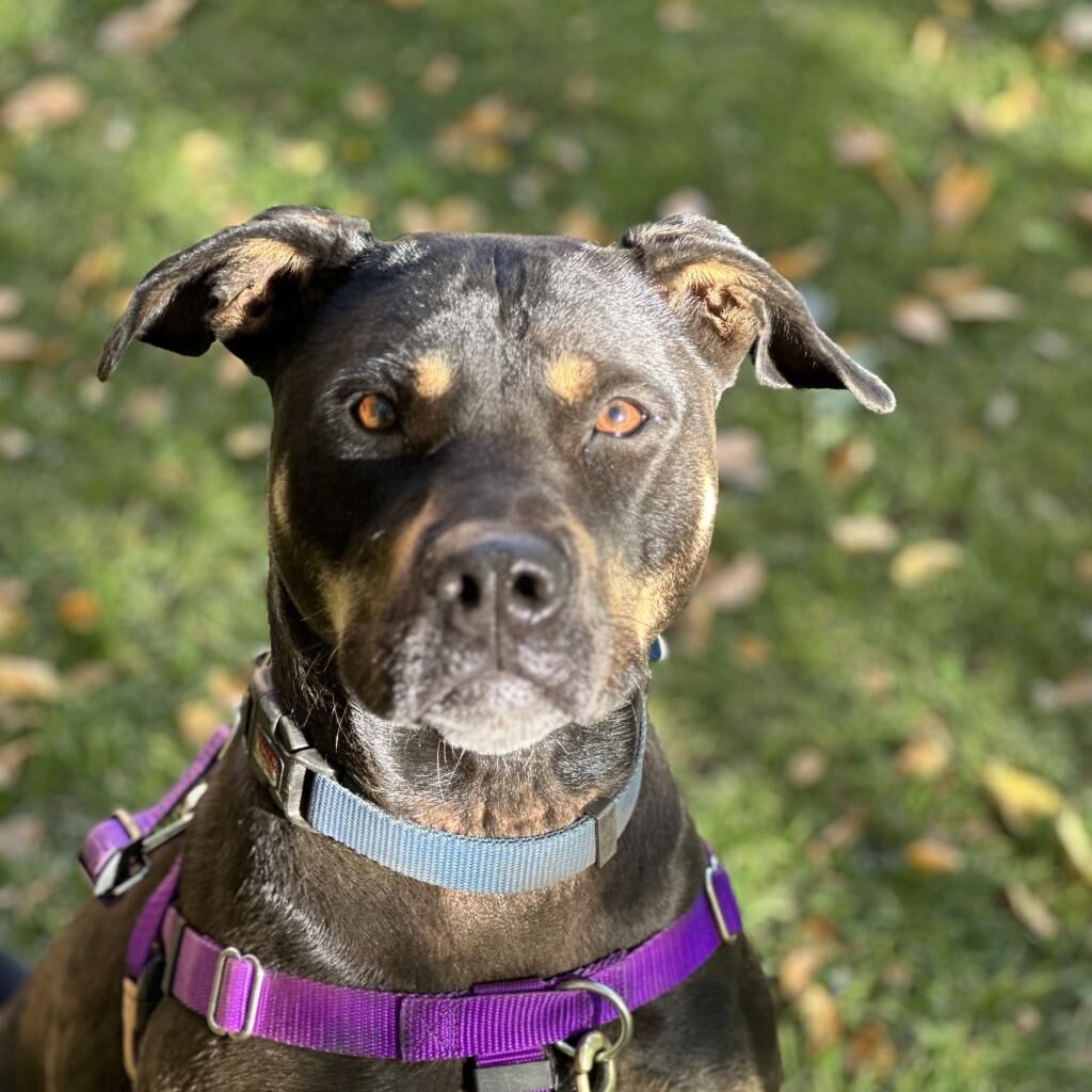 Hello my name is Virginia | Dogs | KSL Classifieds