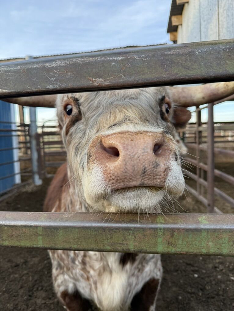 Miniature Cattle – Longhorns | Cattle | KSL Classifieds