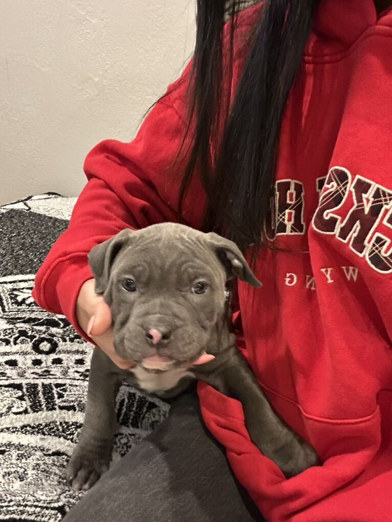 Pit Bull | Dogs | KSL Classifieds