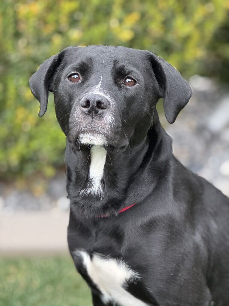 Bane is a Sweet Sweet Mans | Dogs | KSL Classifieds