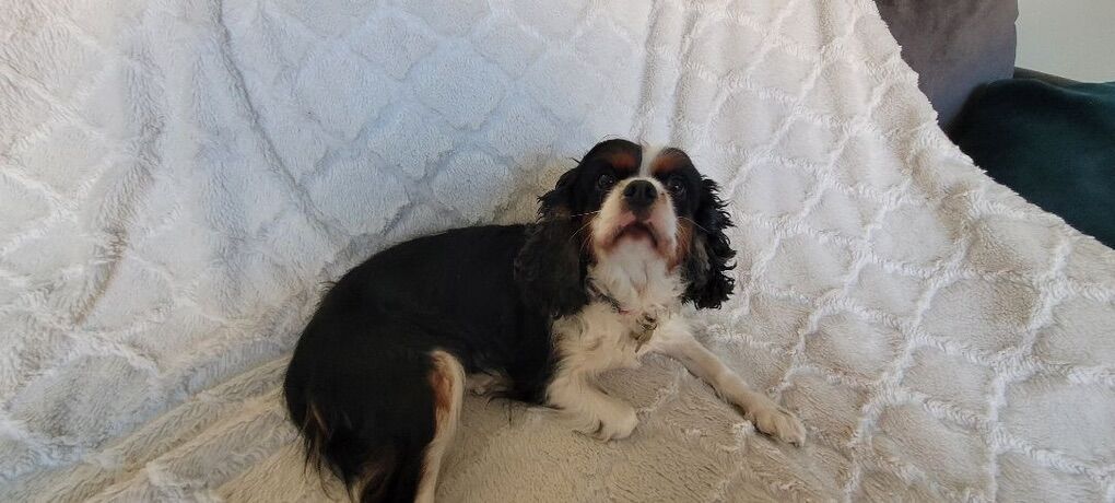 King Charles Cavalier | Dogs | KSL Classifieds