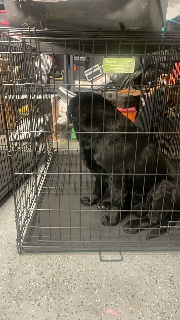 49 X 30 X 33 Xl Wire Crate Kennel | Pet Equipment and Supplies | KSL ...