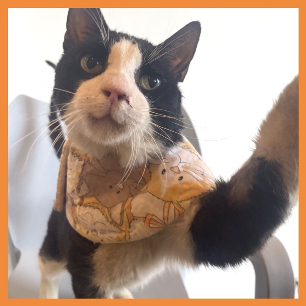 Hello my name is Ranger | Cats | KSL Classifieds