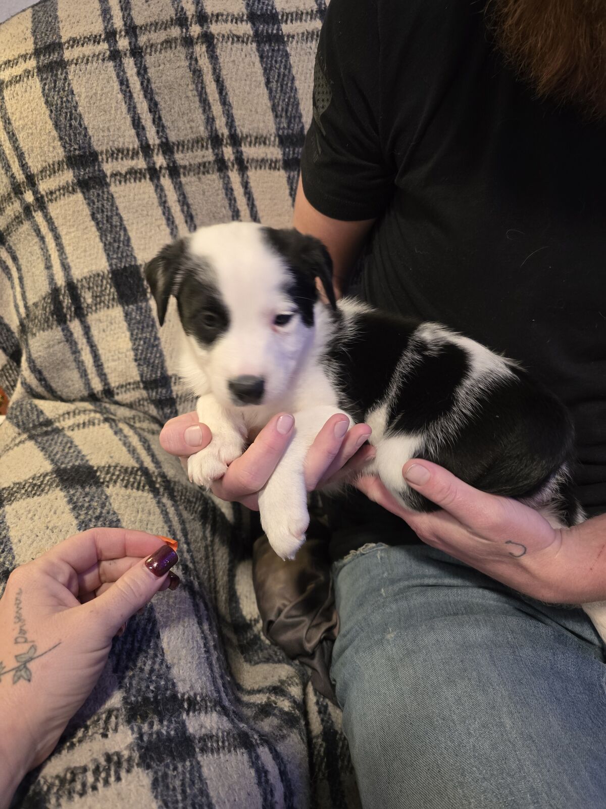 Hanging tree cattle dog | Stock Dogs | KSL Classifieds