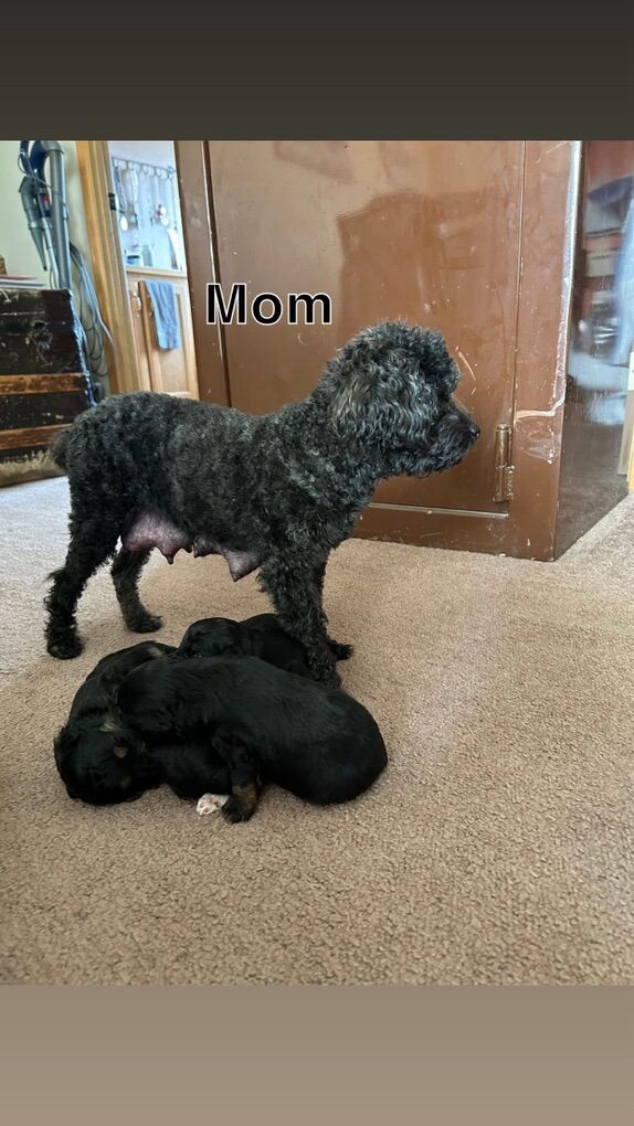 Toy Aussiedoodles | Dogs | KSL Classifieds