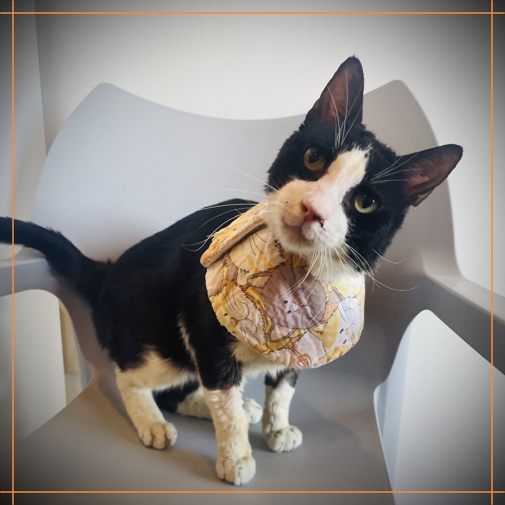 Hello my name is Ranger | Cats | KSL Classifieds