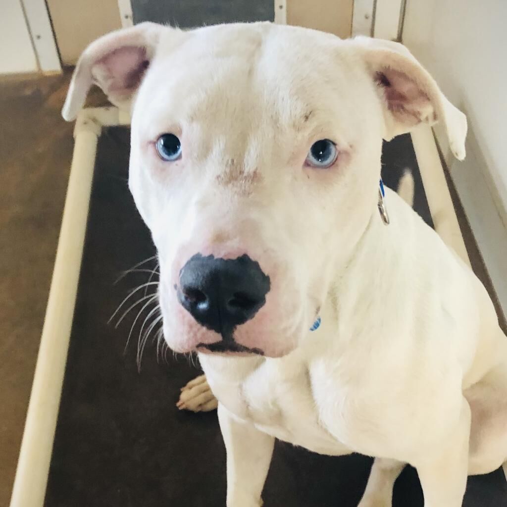 Hello my name is Jax | Dogs | KSL Classifieds