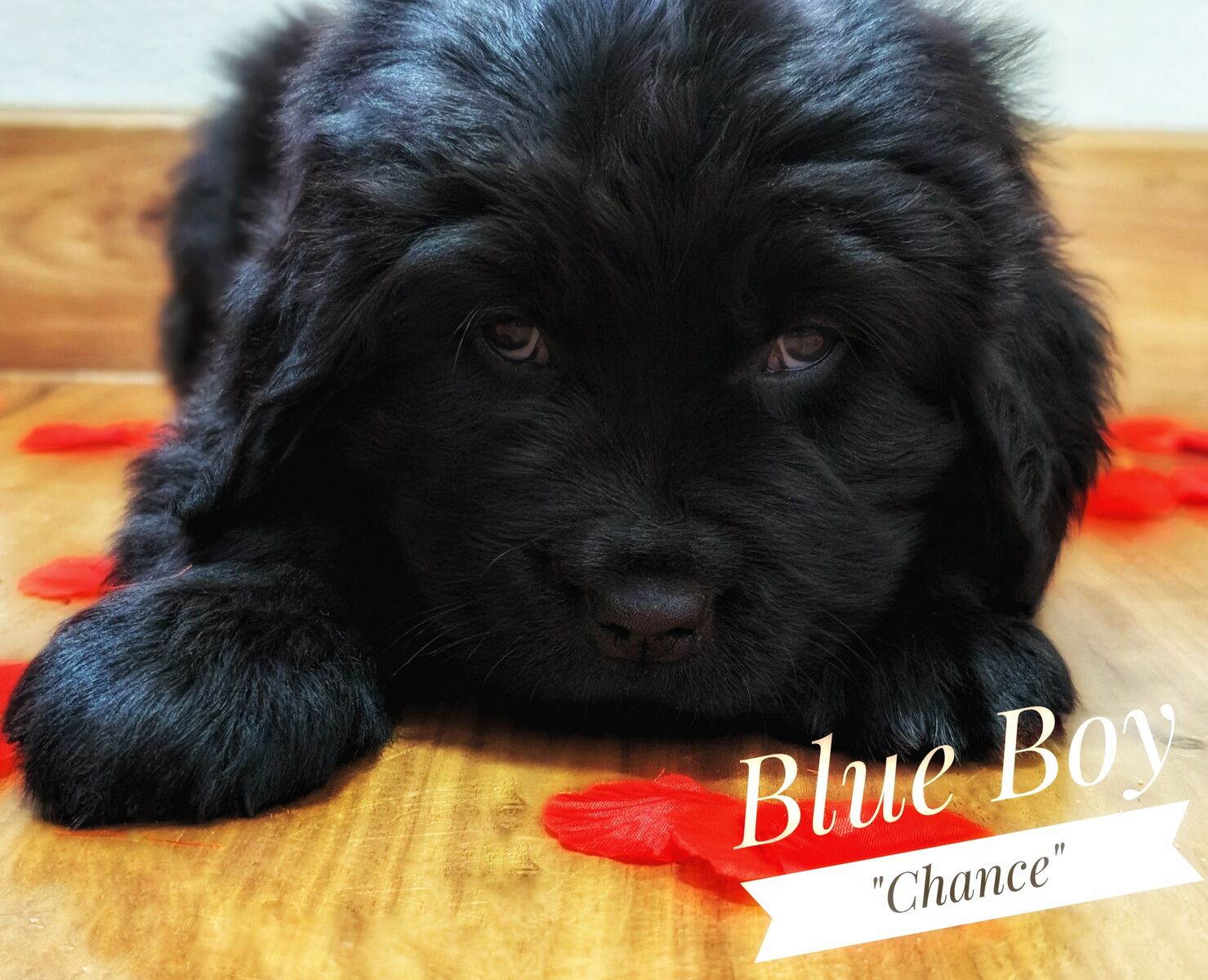 AKC Registered Newfoundland Pup Ready for Valentine's Day | Dogs | KSL ...