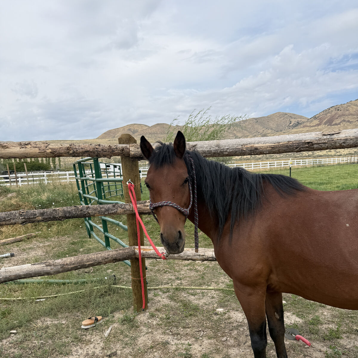 Bay Pony Mare | Horses | KSL Classifieds