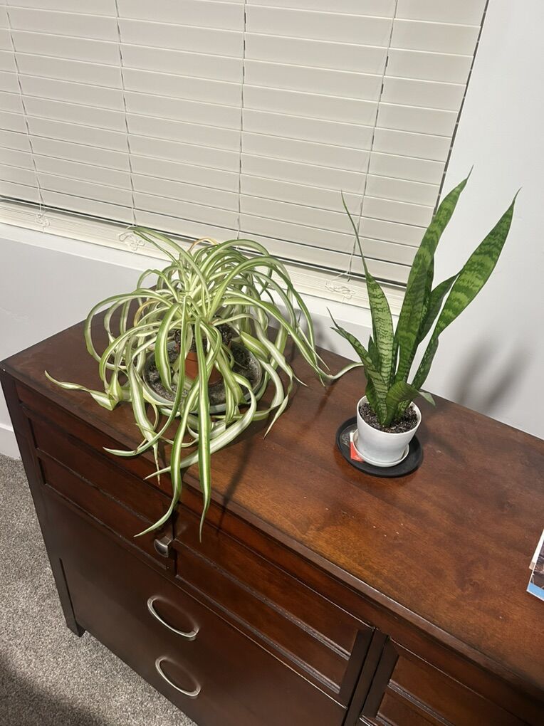 House Plants | FREE (items only, no businesses) | KSL Classifieds