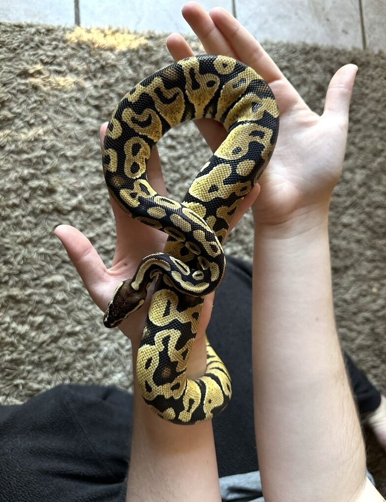 2 - Female ball Pythons | Reptiles | KSL Classifieds