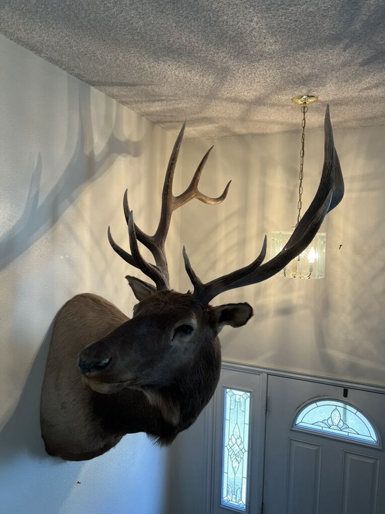 6 Point Bull Elk Mount Taxidermy Cabin Wall Hanger | Skins and ...