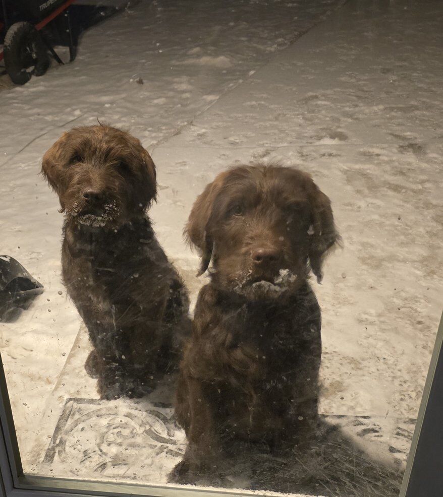 Labradoodle (standard) Puppies f1 | Dogs | KSL Classifieds