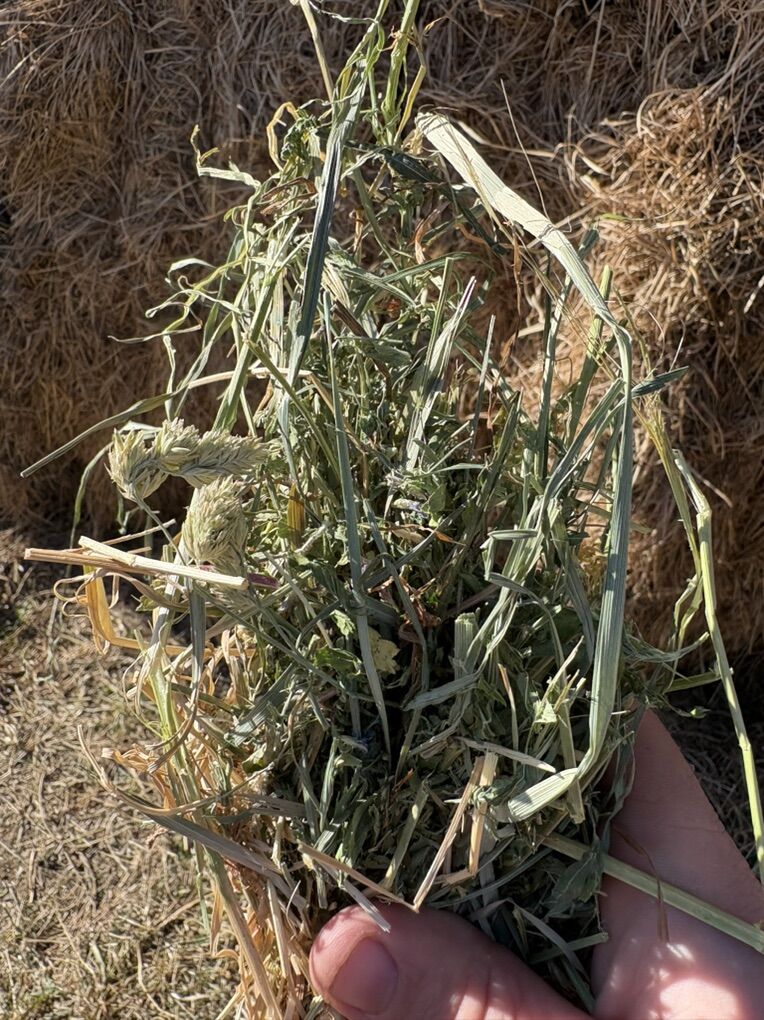 Grass/alfalfa 4x4 Bales | Horses/Livestock, Hay and Bedding | KSL ...