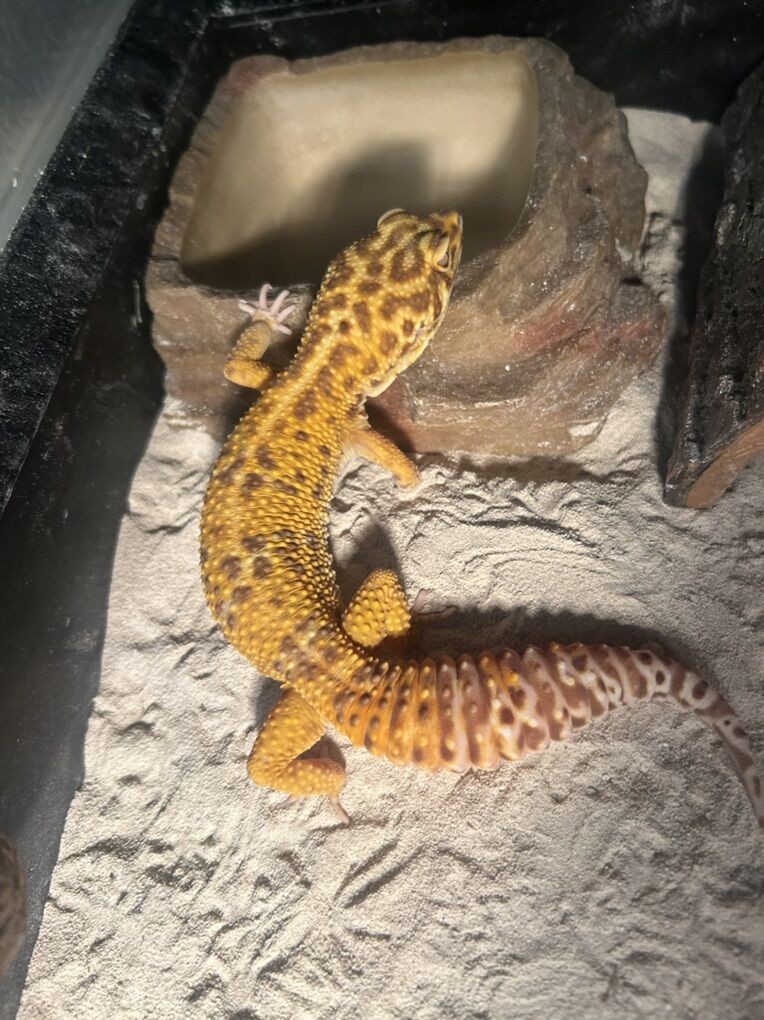 Leopard Gecko | Reptiles | KSL Classifieds