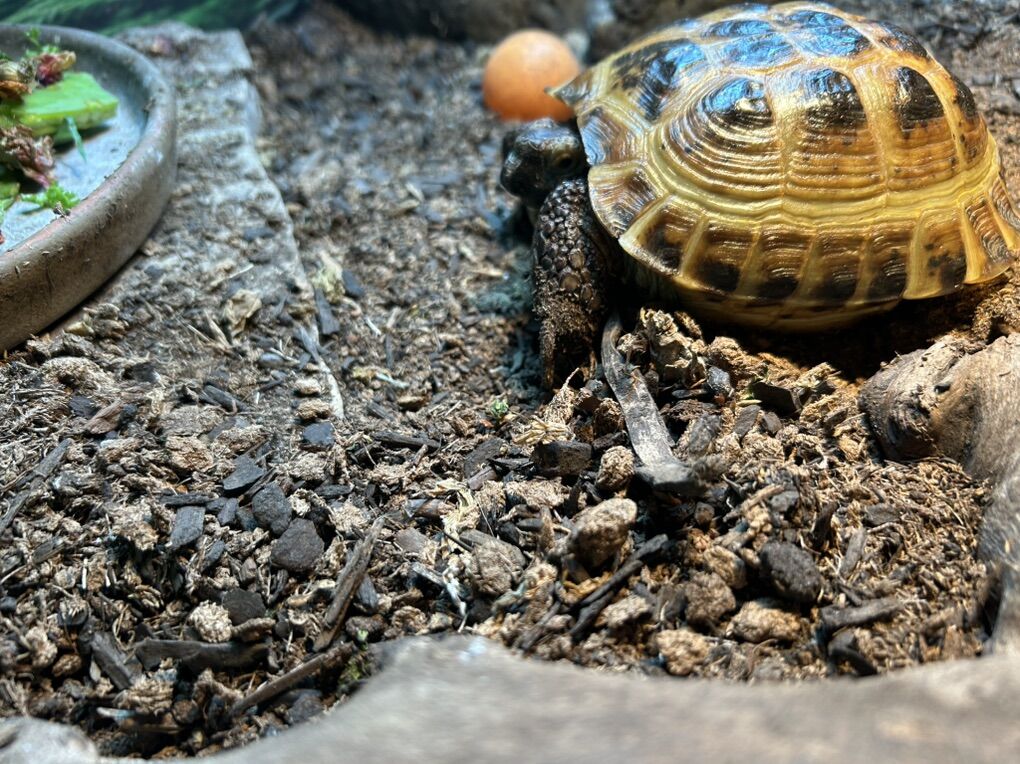 Russian Tortoise | Reptiles | KSL Classifieds