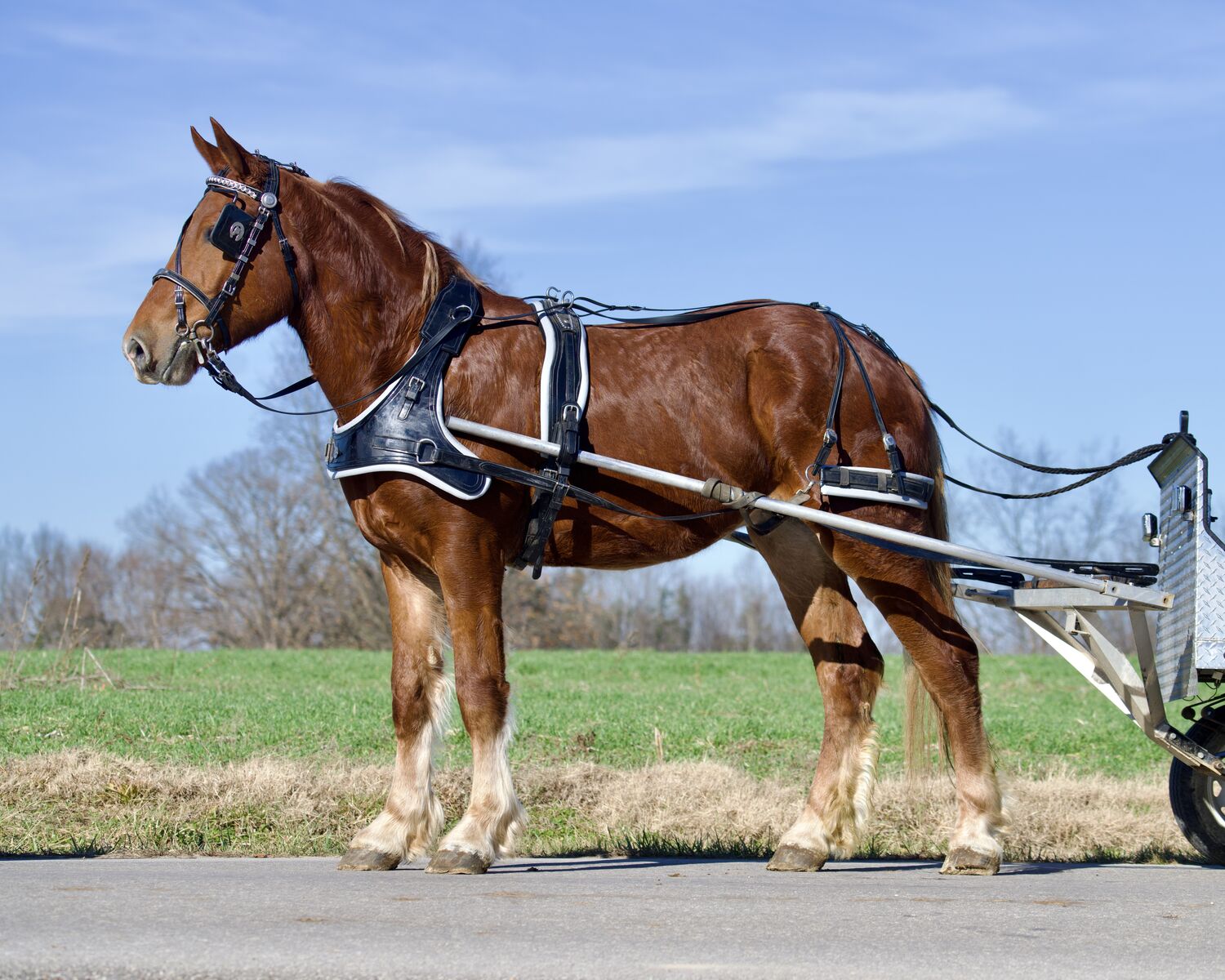 Suffolk Punch Draft Cross Gelding For Sale | Horses | KSL Classifieds