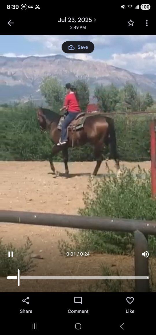 Gelding (named Brownie) Grade | Horses | KSL Classifieds