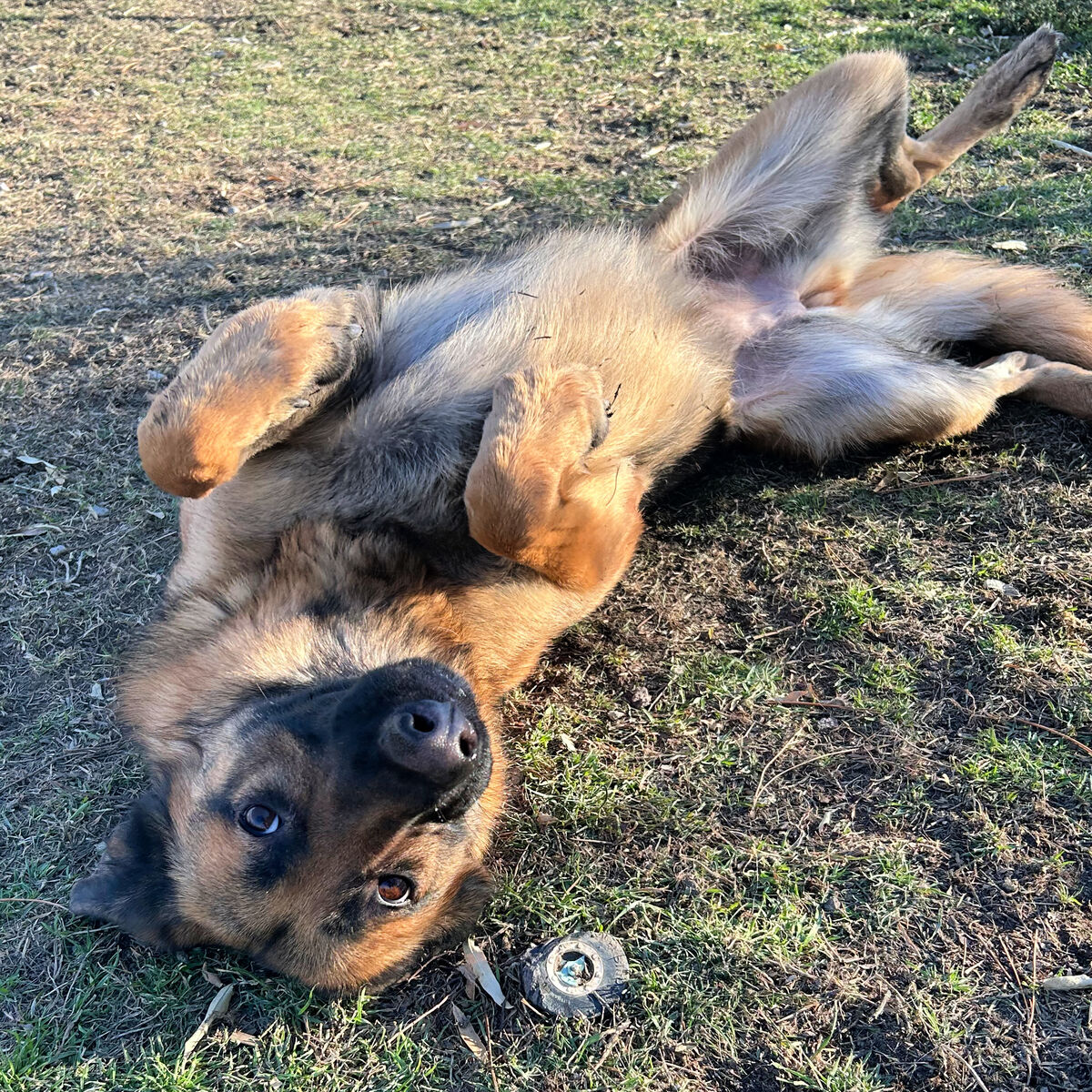 Nala | Dogs | KSL Classifieds