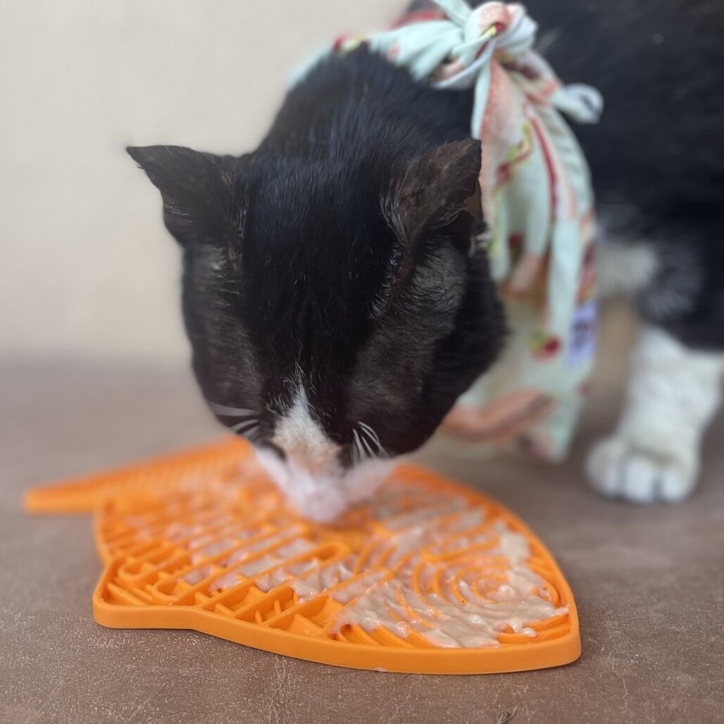 Hello my name is Ranger | Cats | KSL Classifieds