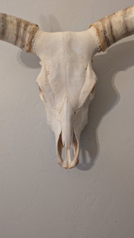 Watusi Skull Mount for Sale! | Skins and Taxidermy Mounts | KSL Classifieds