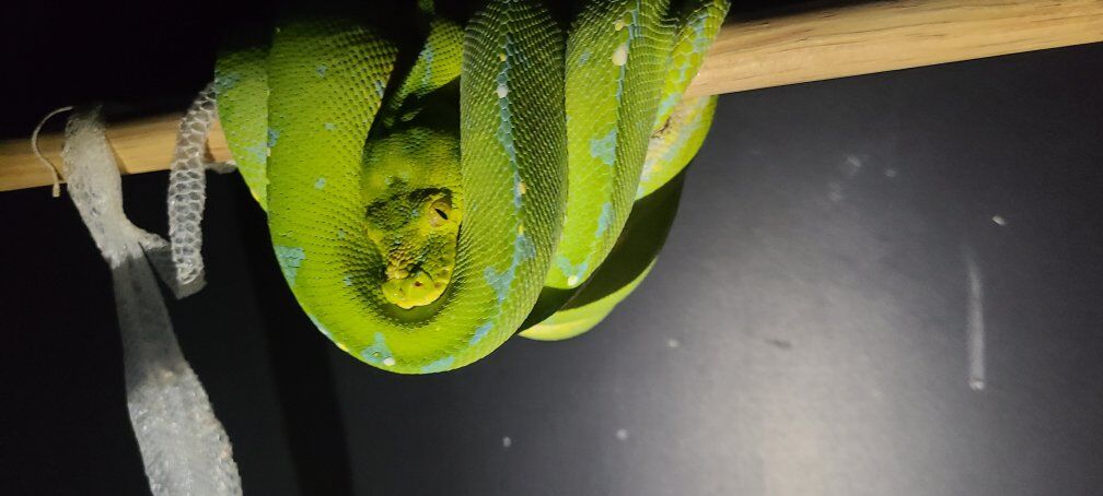 Green Tree Python | Reptiles | KSL Classifieds