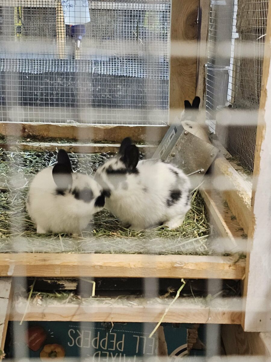 Christmas bunnies | Rabbits | KSL Classifieds