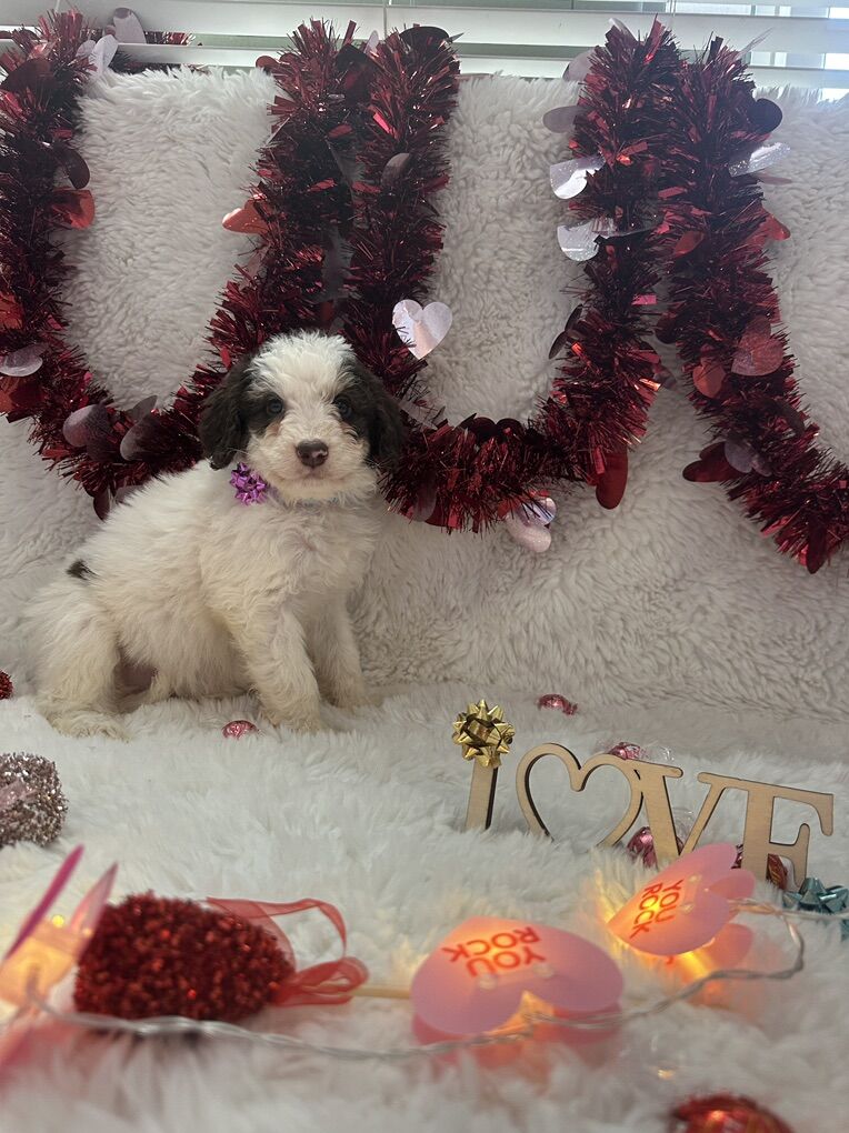 Standard Bernedoodle | Dogs | KSL Classifieds