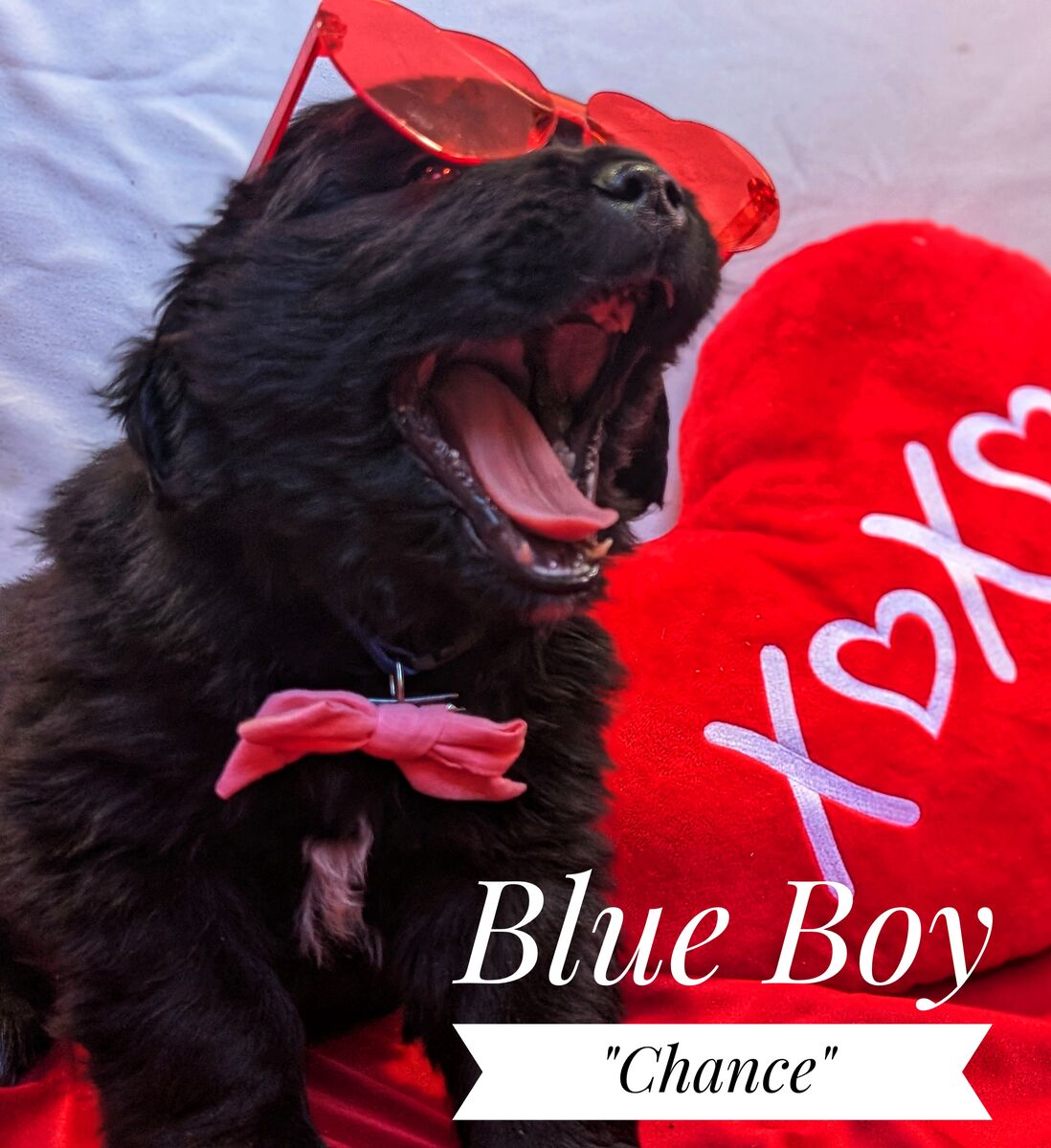 AKC Registered Newfoundland Pup Ready for Valentine's Day | Dogs | KSL ...
