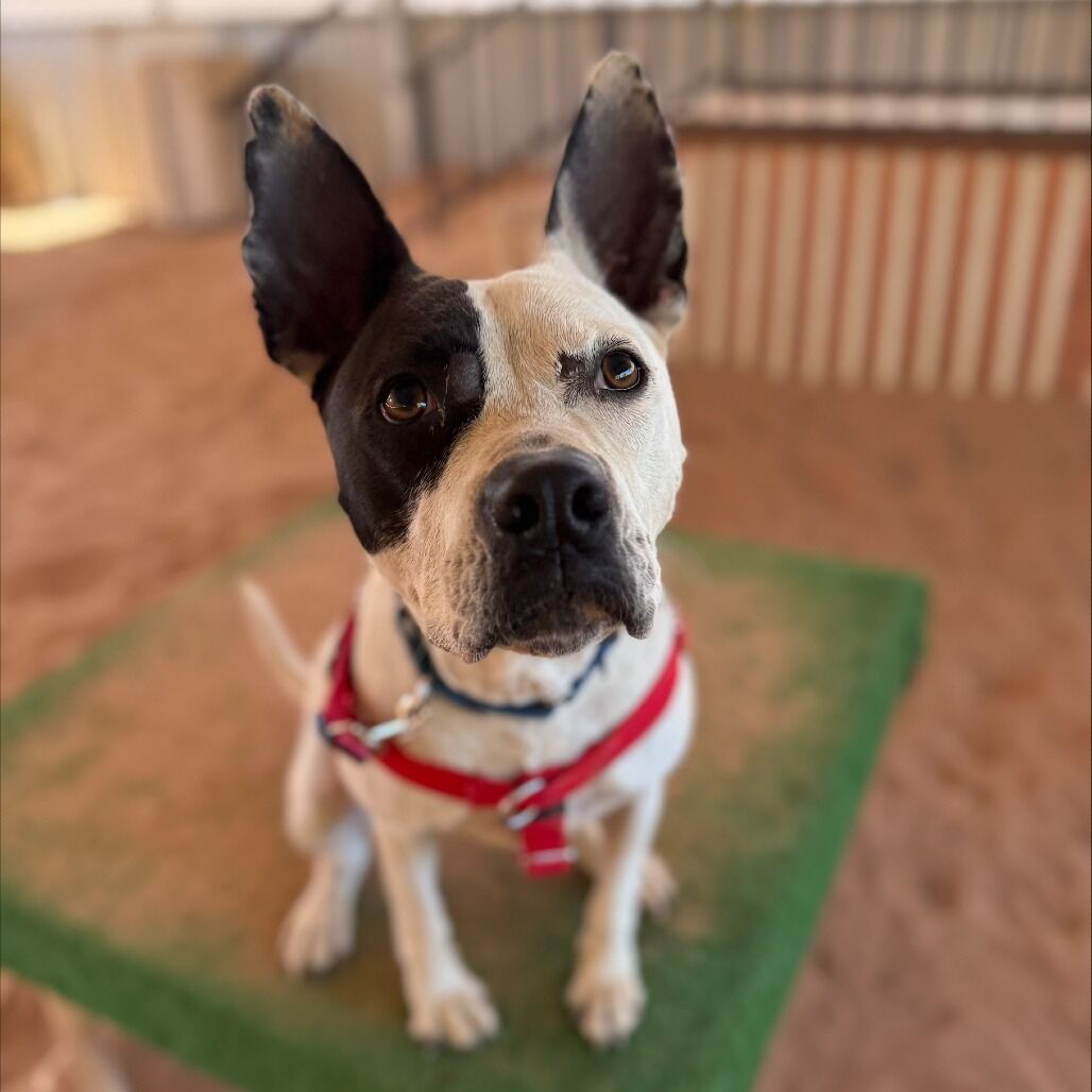 Hello my name is Bree | Dogs | KSL Classifieds