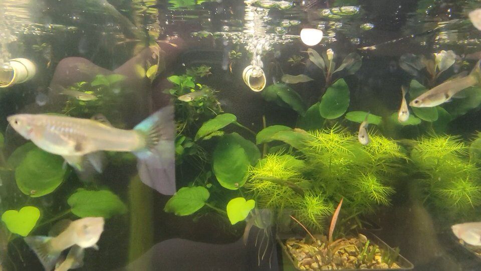 Green Delta Fancy Guppies | Fish | KSL Classifieds