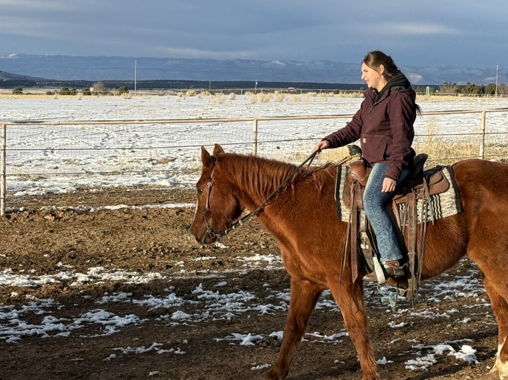 Very Sweet Beginner Gelding! | Horses | KSL Classifieds