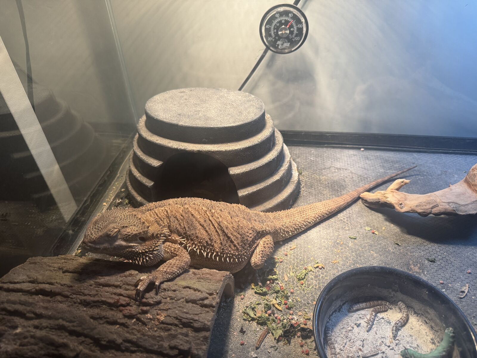 Bearded Dragon | Reptiles | KSL Classifieds