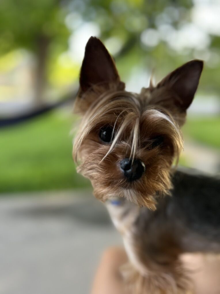 Stud | Dogs, Studs/Breeding | KSL Classifieds