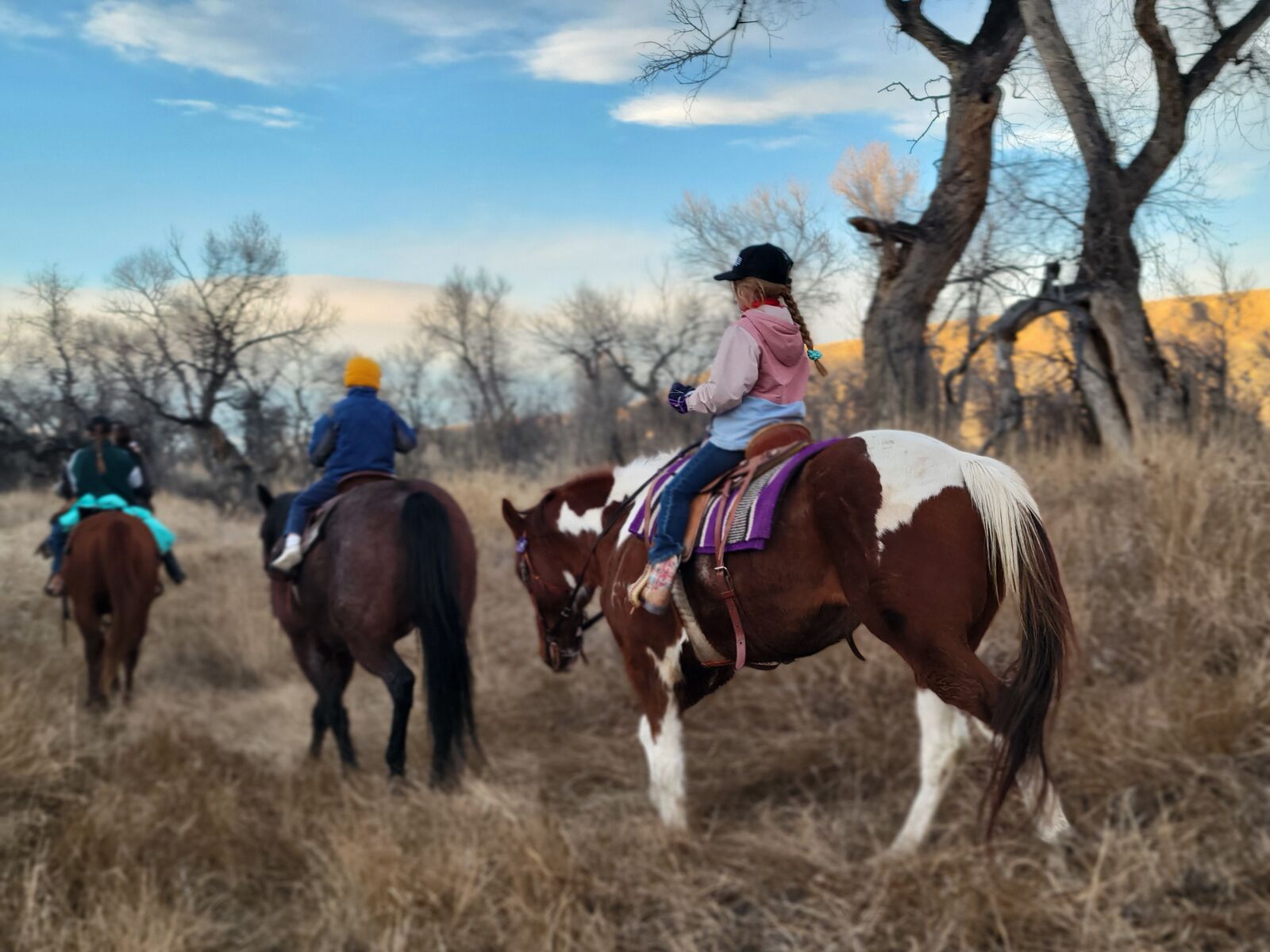 Showdown is a 10 year old registered paint gelding | Horses | KSL ...