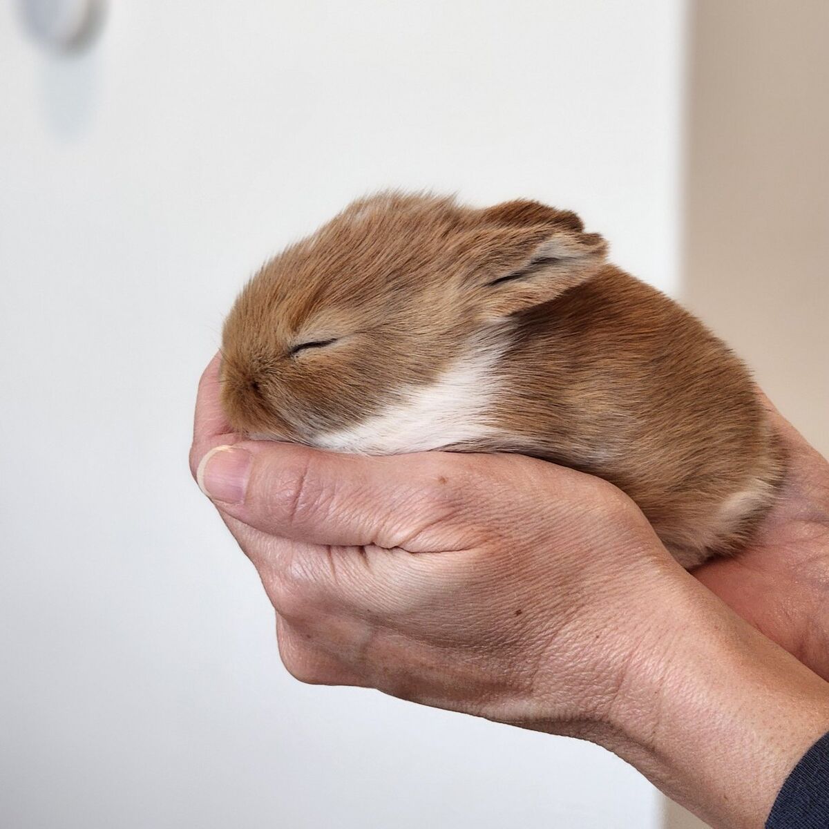 Super soft Lion Head baby bunnies bunnies | Rabbits | KSL Classifieds