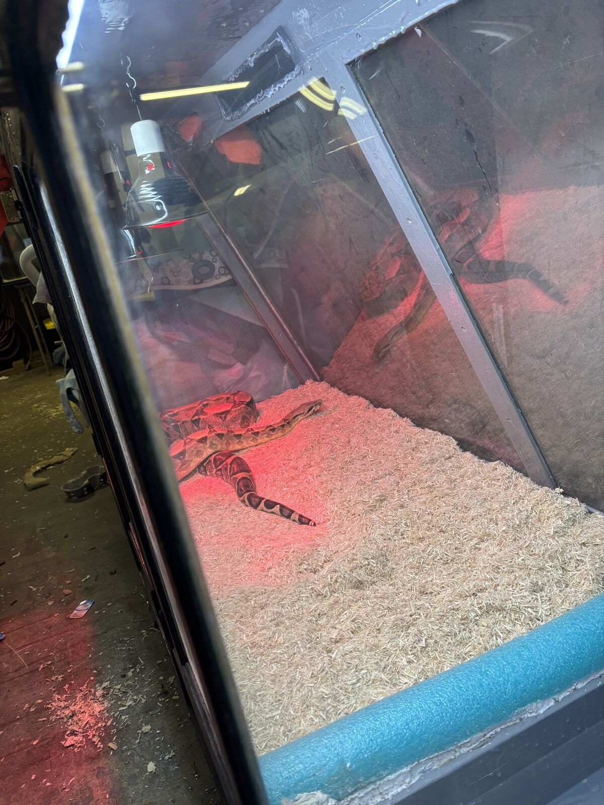 Female Anery Het Snow Boa | Reptiles | KSL Classifieds