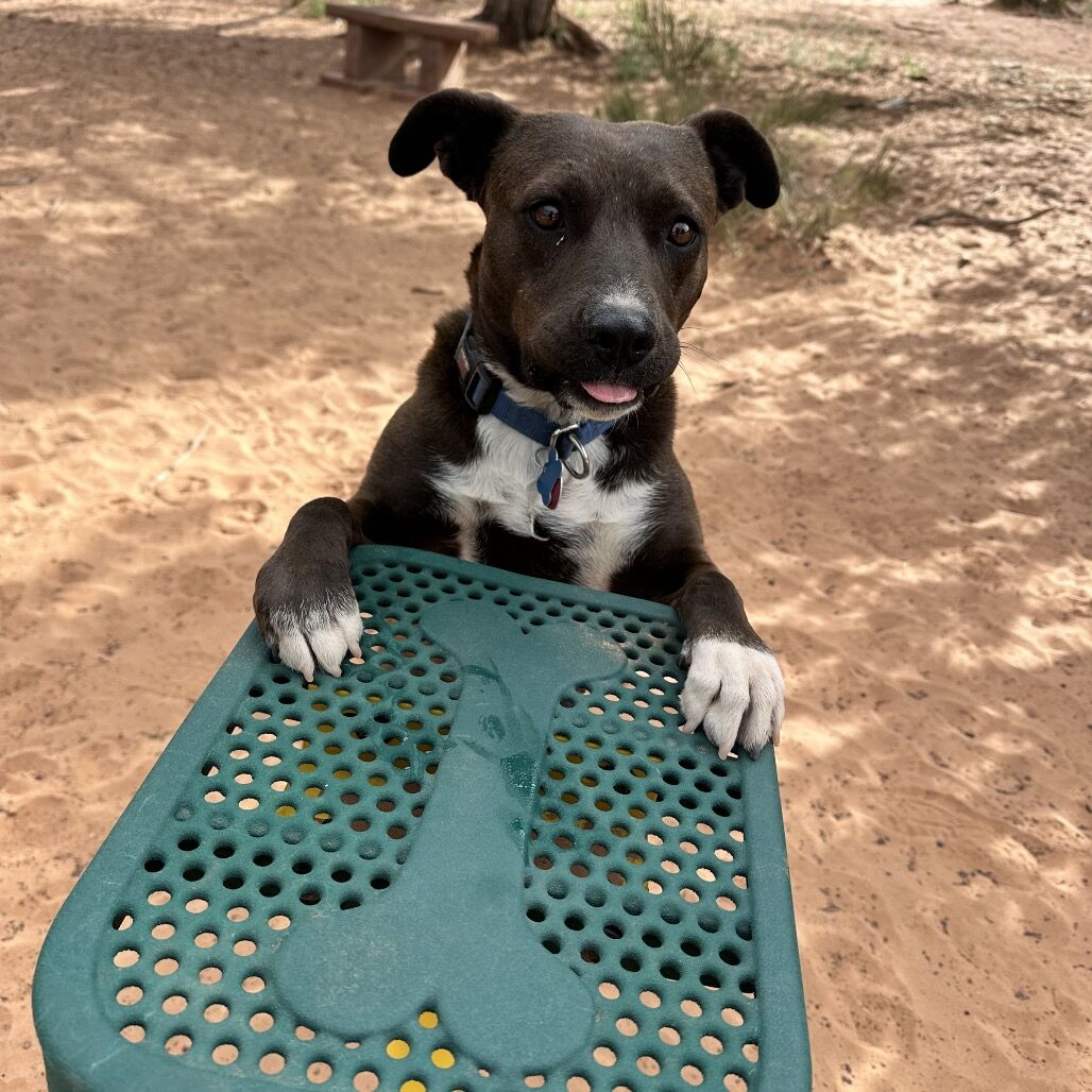 Hello my name is Rogue | Dogs | KSL Classifieds