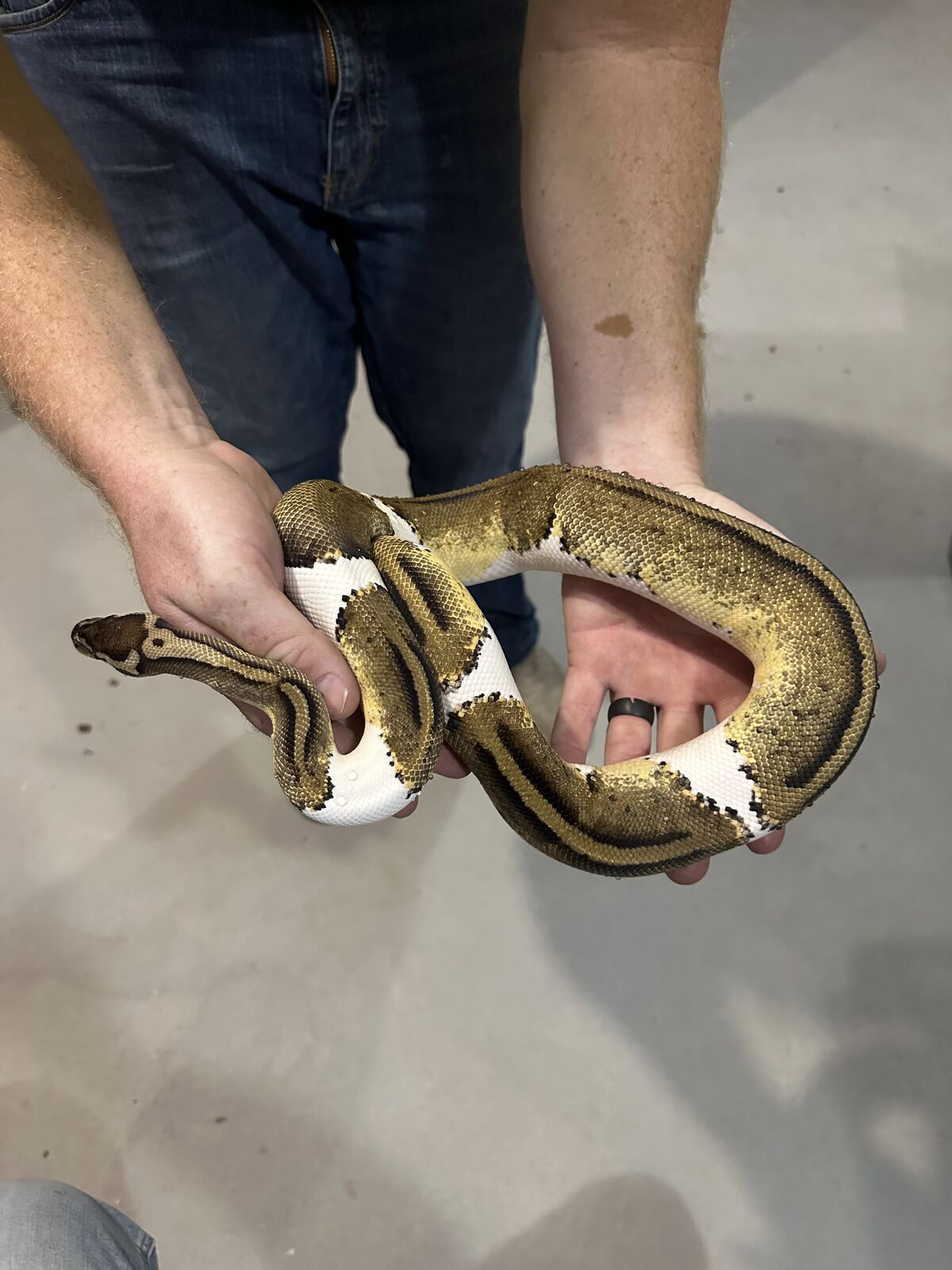 Male Pastel, Leopard, Pied, het DG, VPI Axanthic | Reptiles | KSL ...