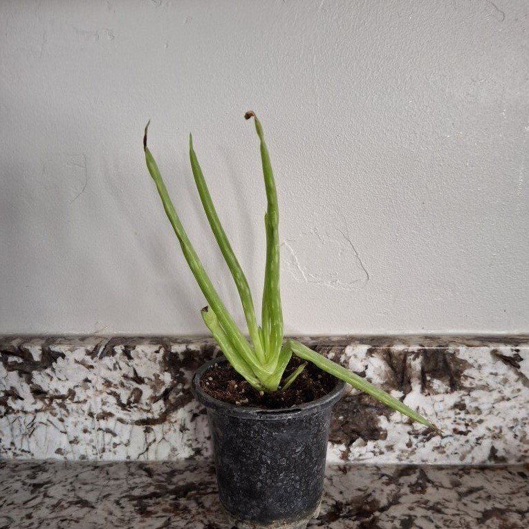 Medicinal Aloe Vera plants | Plants: Flowers And Trees | KSL Classifieds