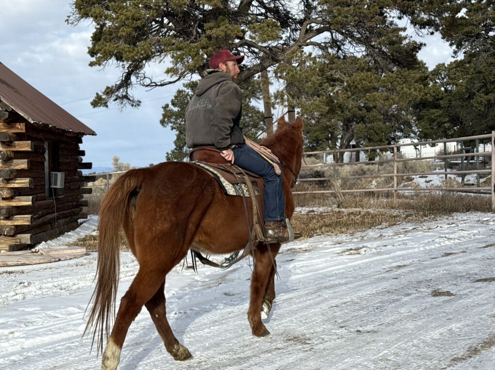 Very Sweet Beginner Gelding! | Horses | KSL Classifieds