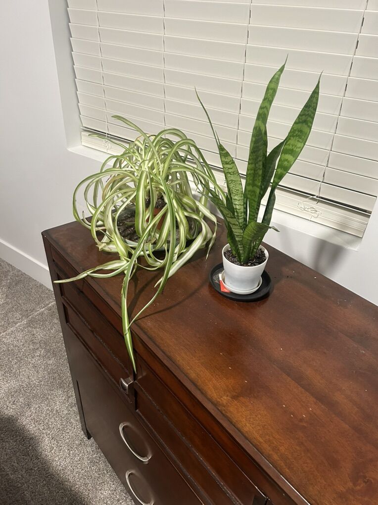 House Plants | FREE (items only, no businesses) | KSL Classifieds