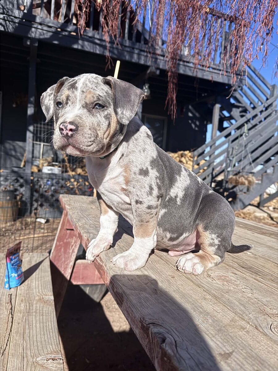 ABKC American Bully | Dogs | KSL Classifieds