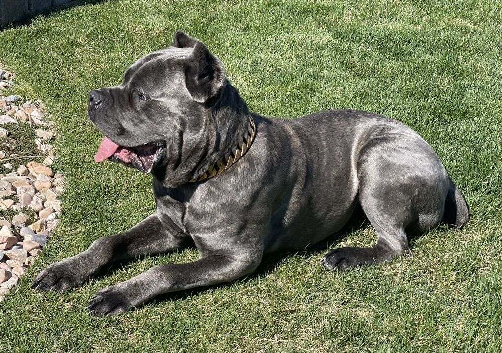 Cane Corso AKC and ICCF STUD | Dogs, Studs/Breeding | KSL Classifieds